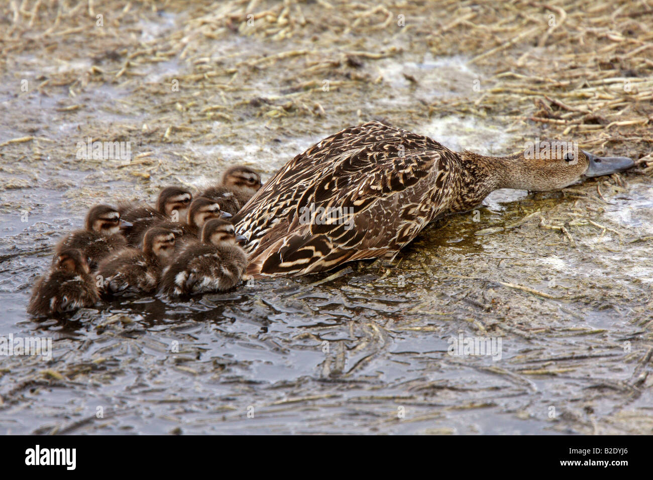 Female duck and ducklings hiding on shore of pothole Stock Photo - Alamy