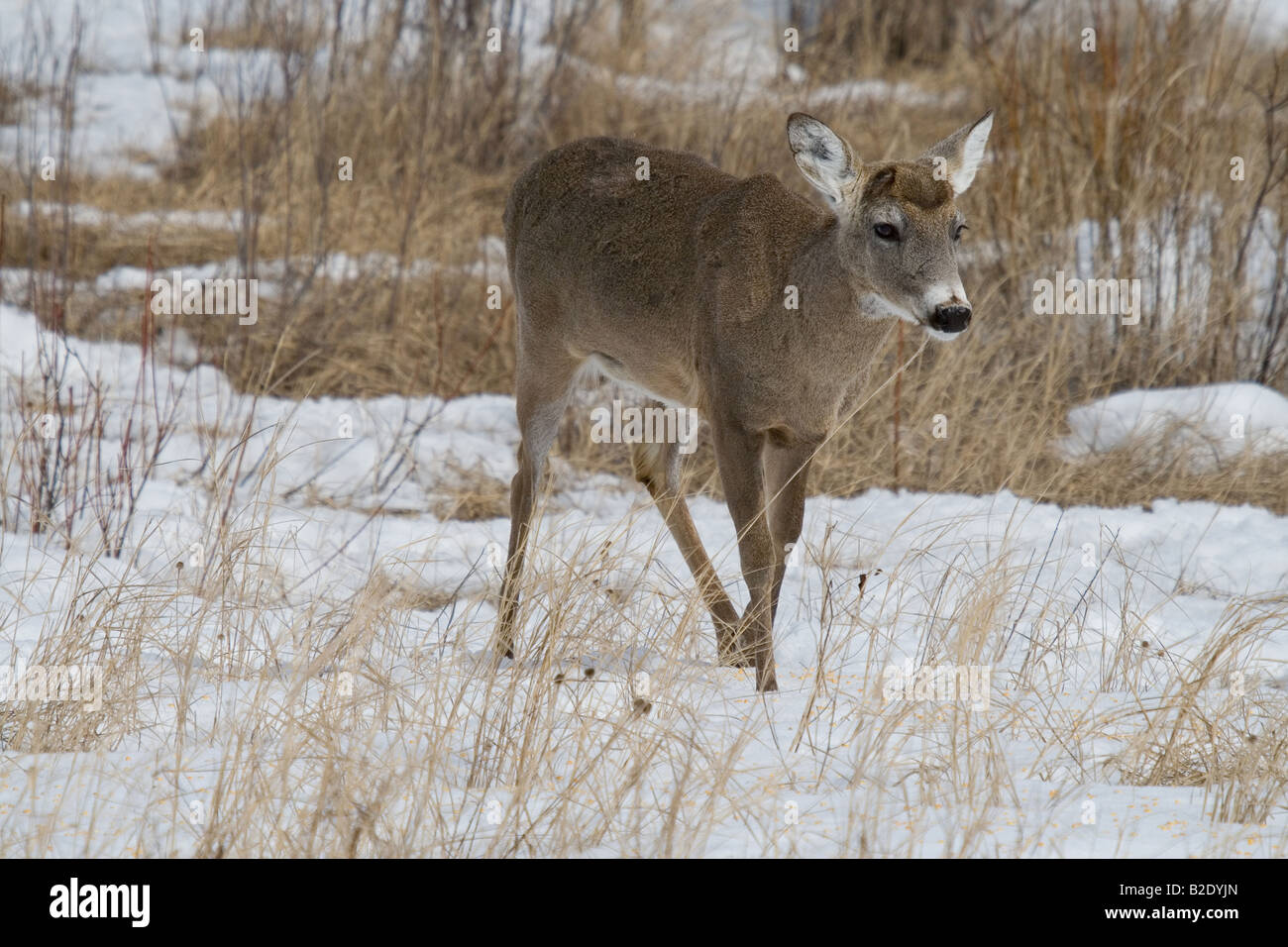 Tired deer hi-res stock photography and images - Alamy