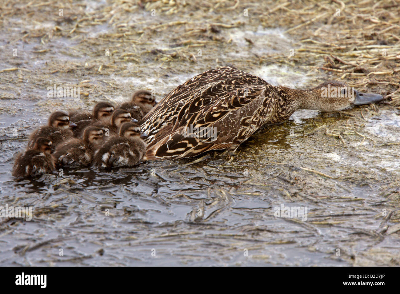 Female duck and ducklings hiding on shore of pothole Stock Photo - Alamy