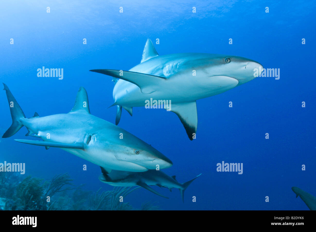 Caribbean Reef Sharks, Carcharhinus perezi, Bahamas Stock Photo - Alamy
