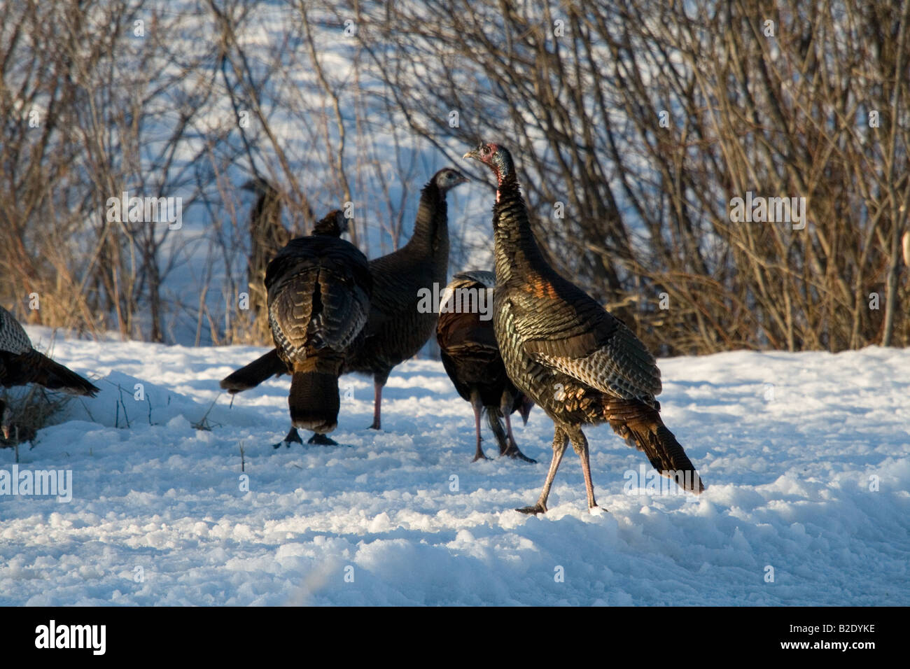 Eastern wild turkey in snow Stock Photo - Alamy