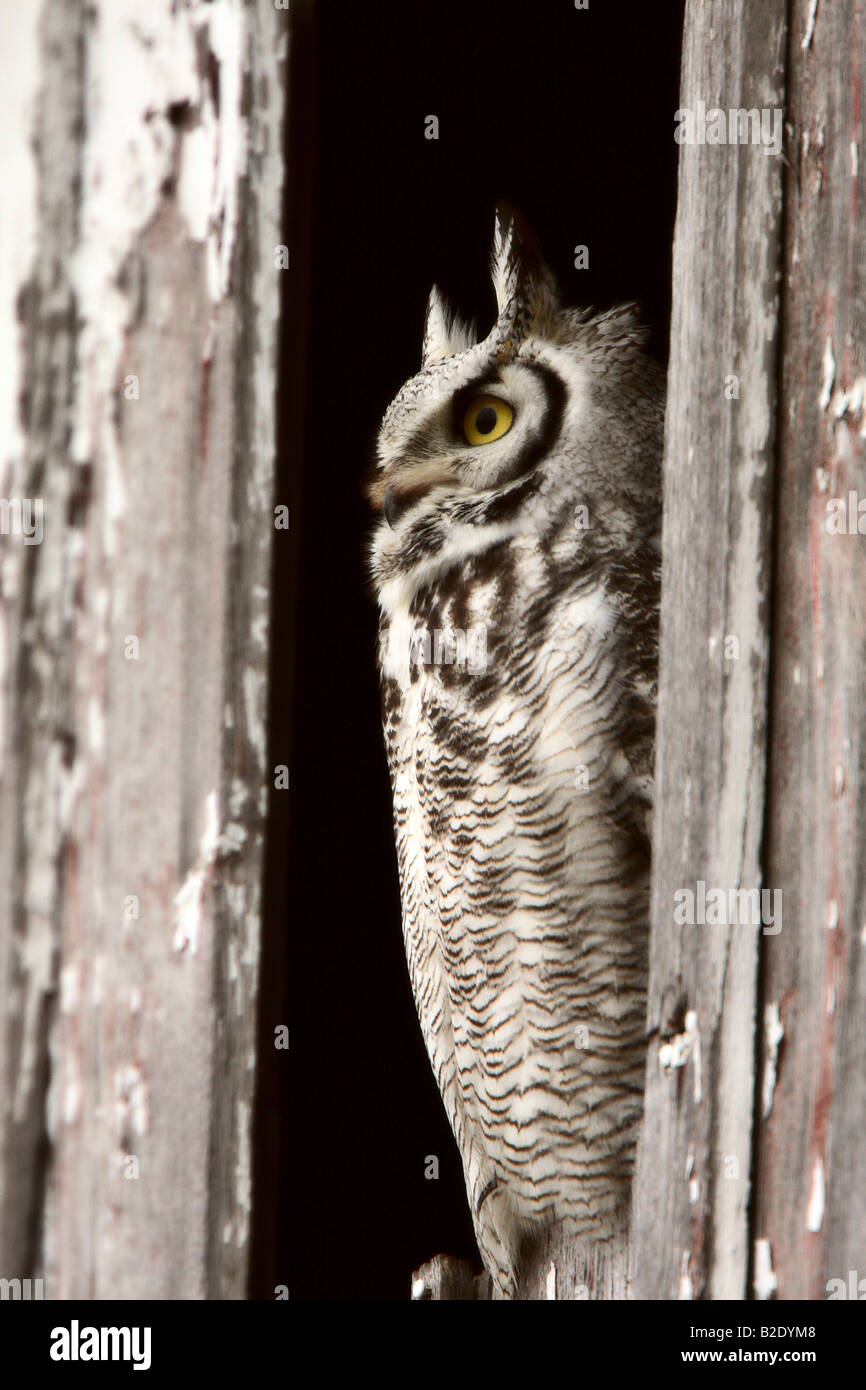 Great Horned Owl perched in barn window Stock Photo - Alamy