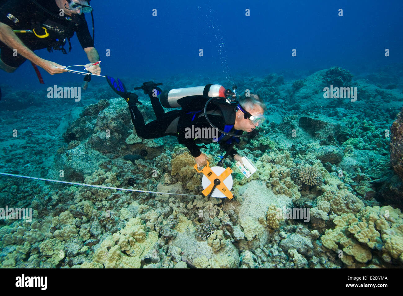 Research divers extend a transit line to begin a species count to help ...