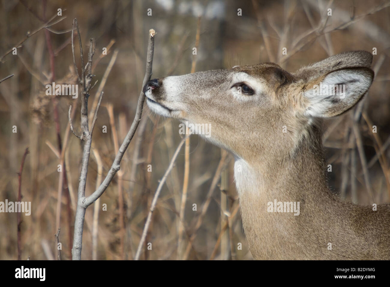 Sense senses nose smelling usa nature hi-res stock photography and ...
