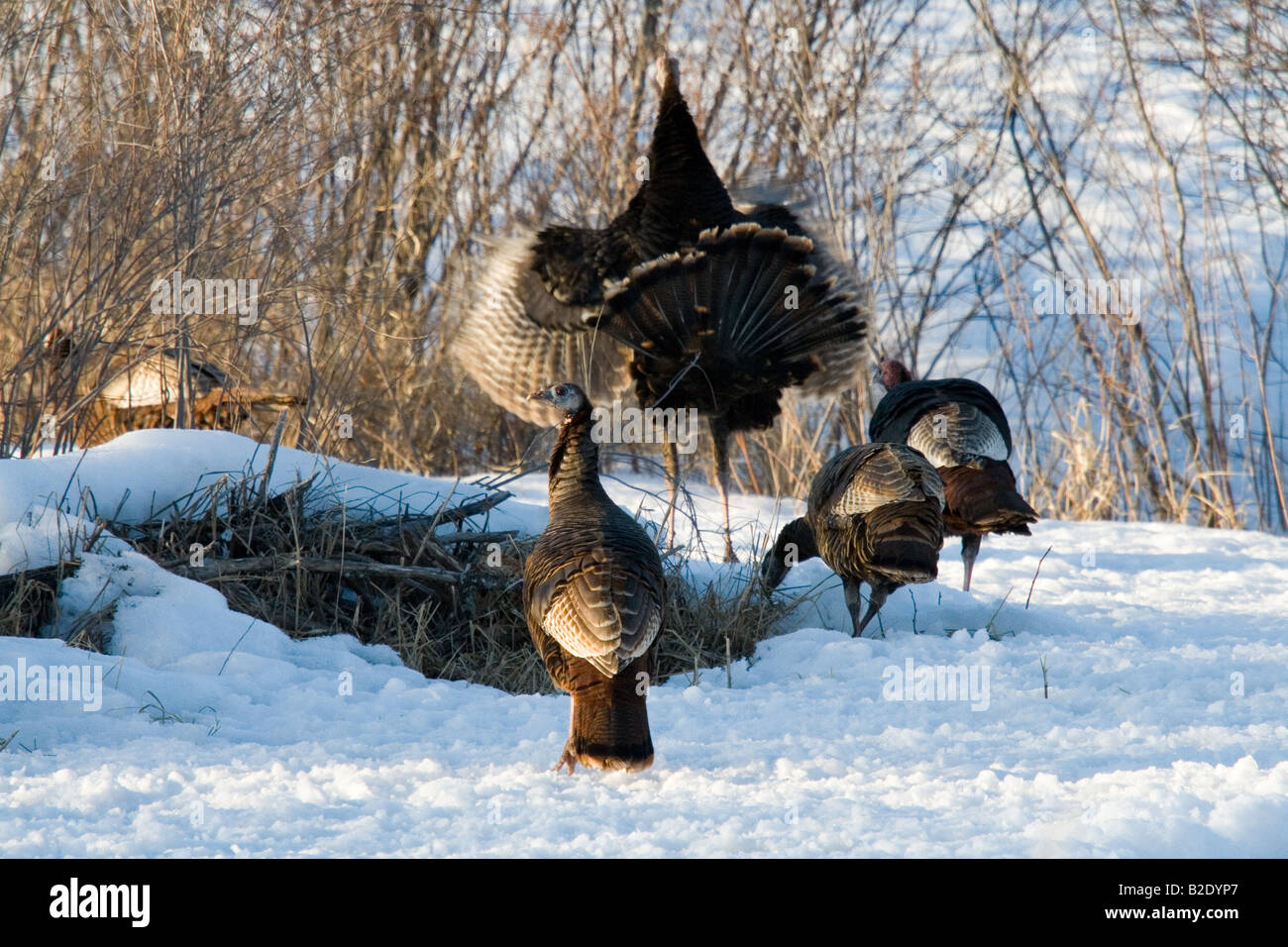 Eastern wild turkey in snow Stock Photo - Alamy