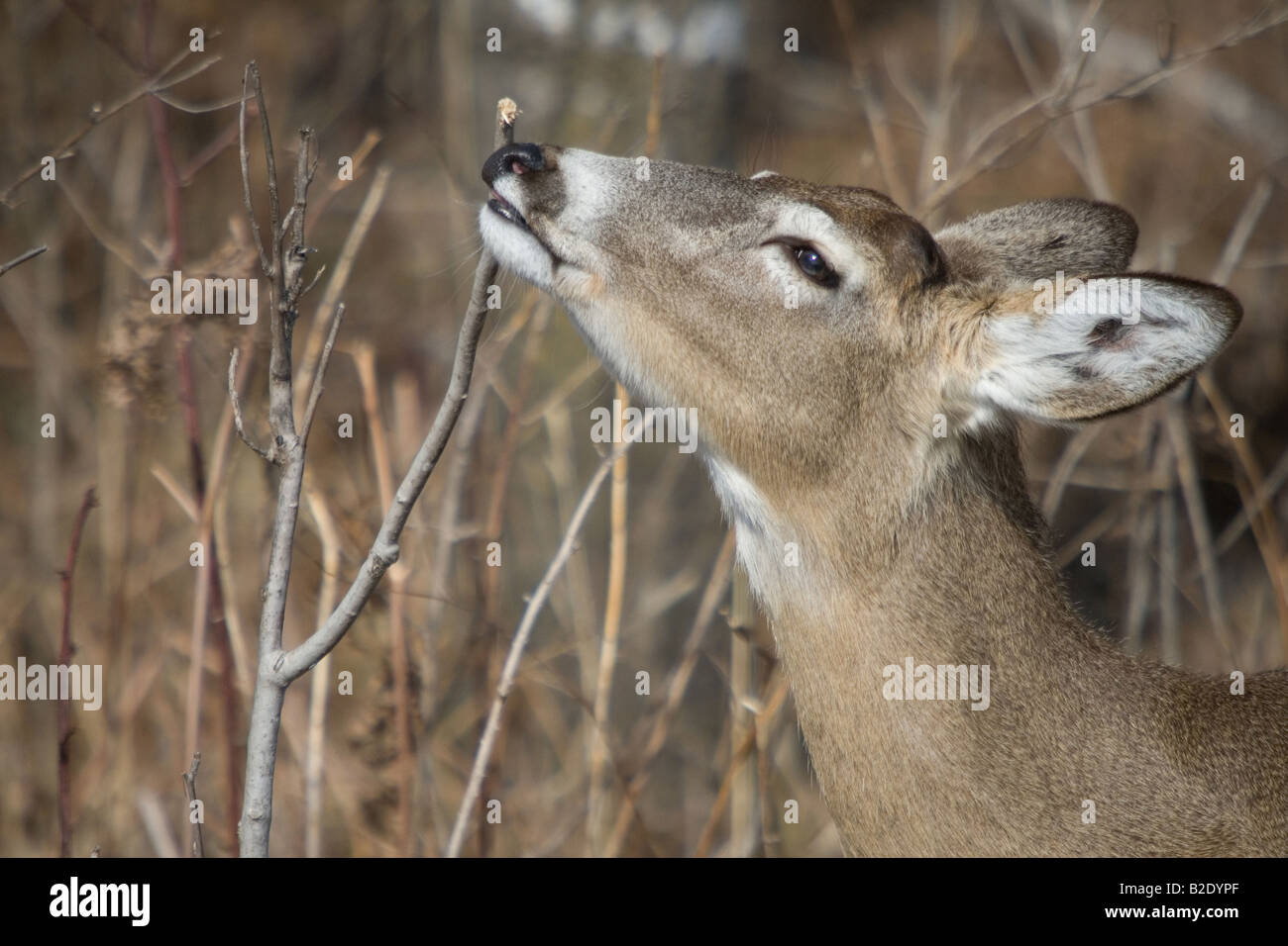 Whitetail deer nose hi-res stock photography and images - Alamy