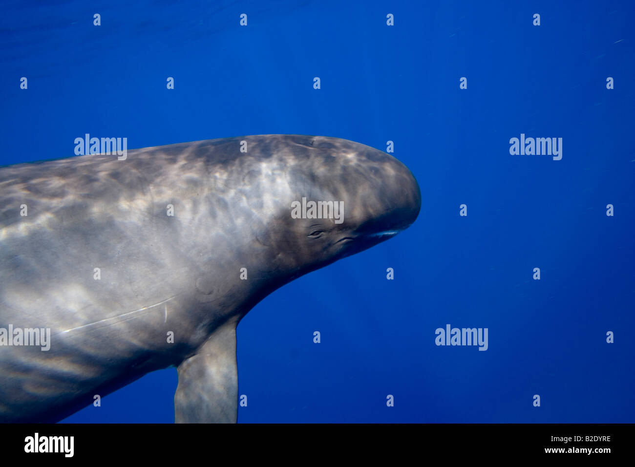 Pygmy blue whale hi-res stock photography and images - Alamy