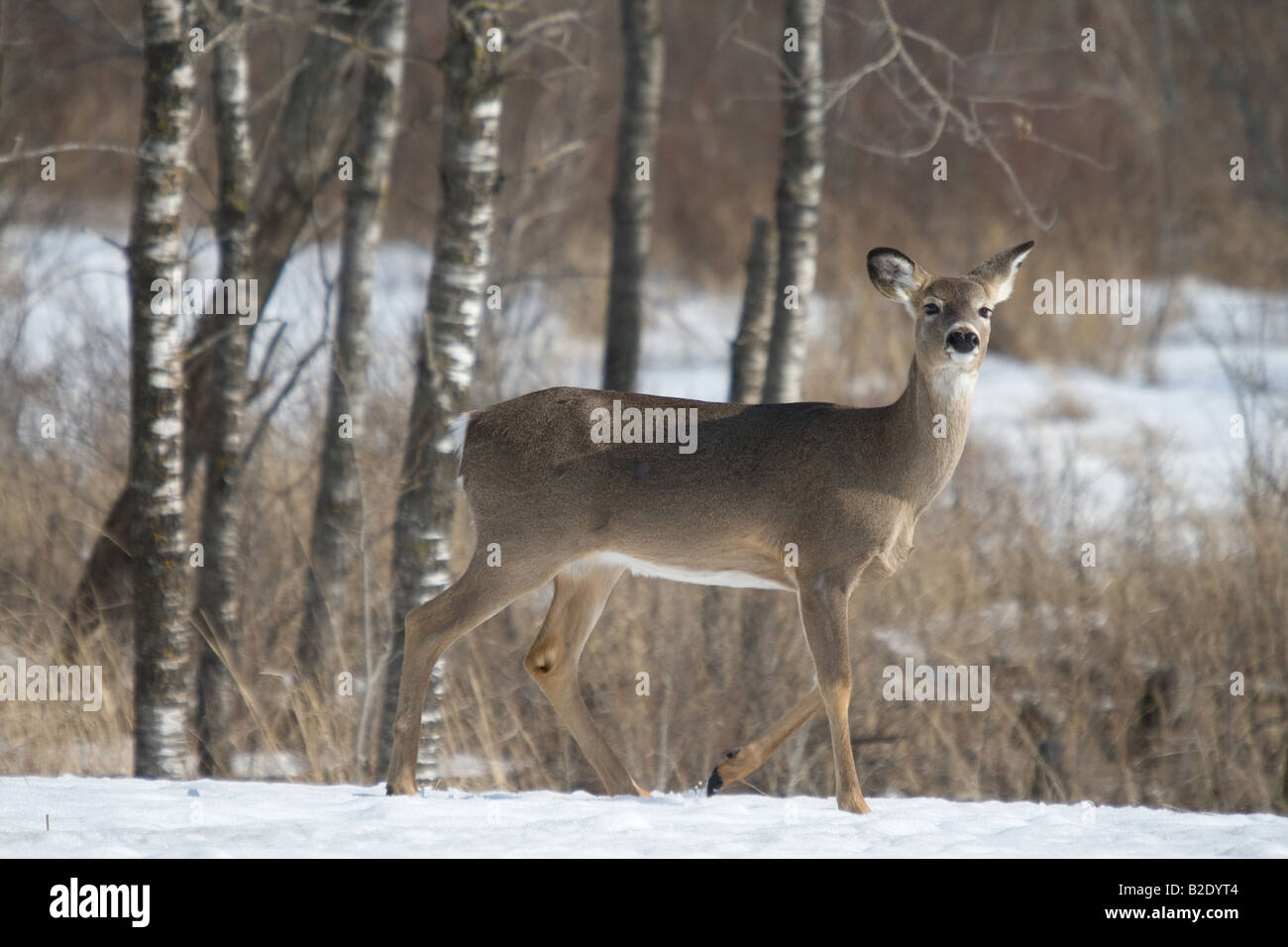 Yearling deer hi-res stock photography and images - Alamy