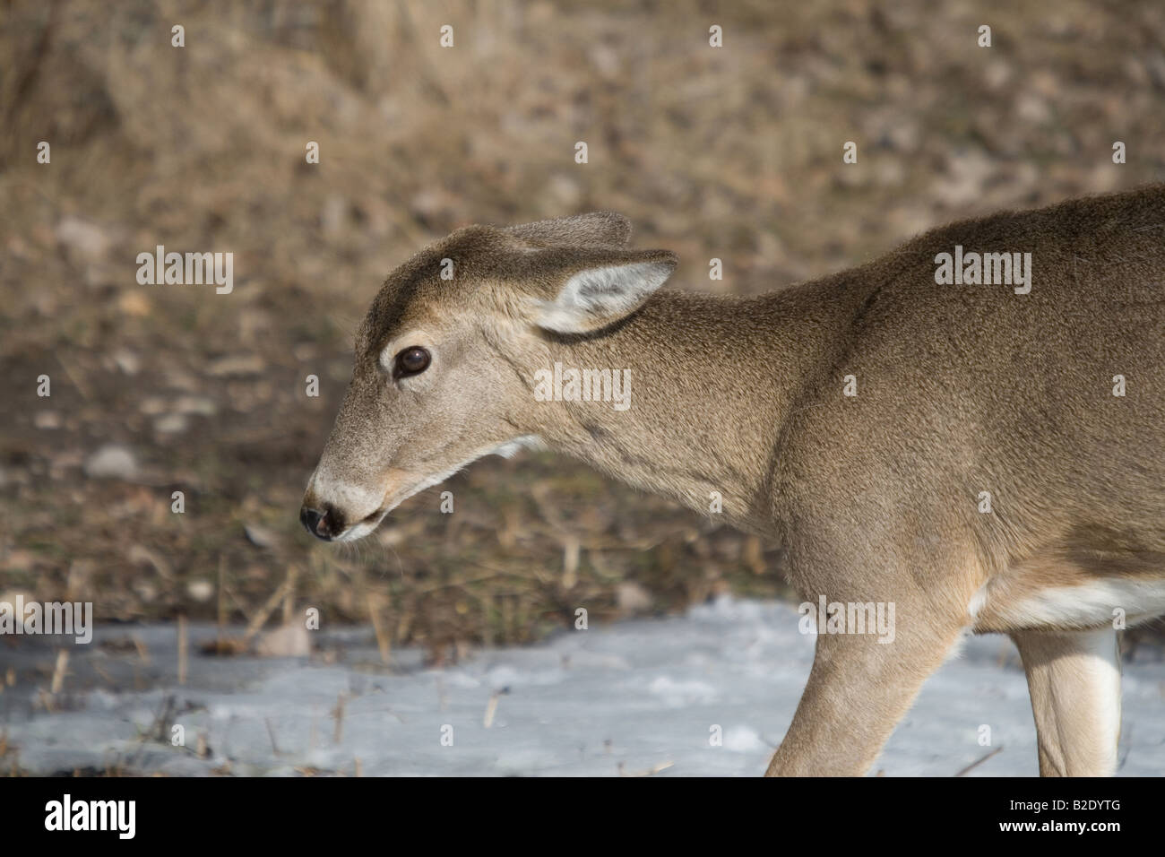 Whitetail ears back hi-res stock photography and images - Alamy