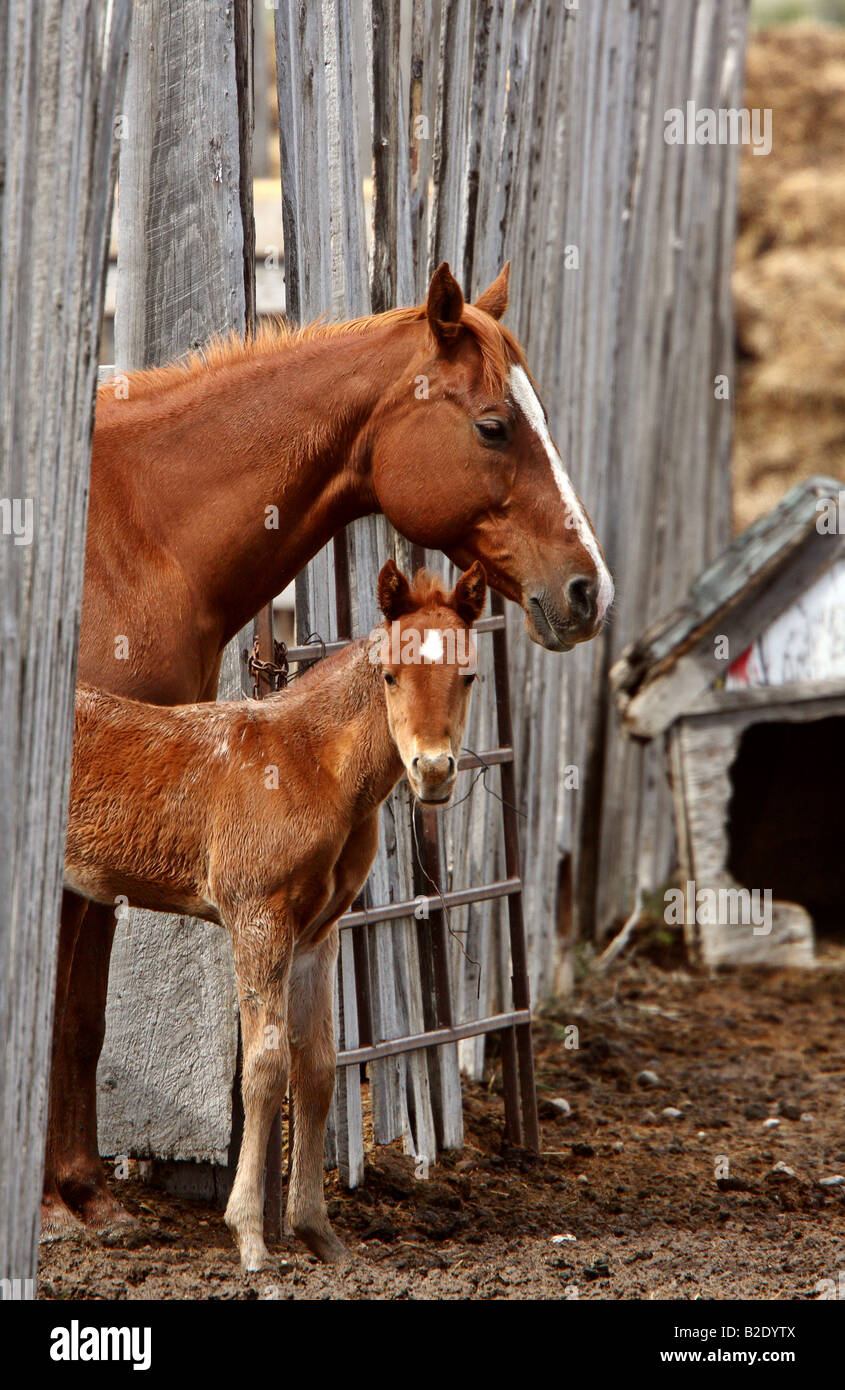 Mare and foal behind board fence Stock Photo - Alamy