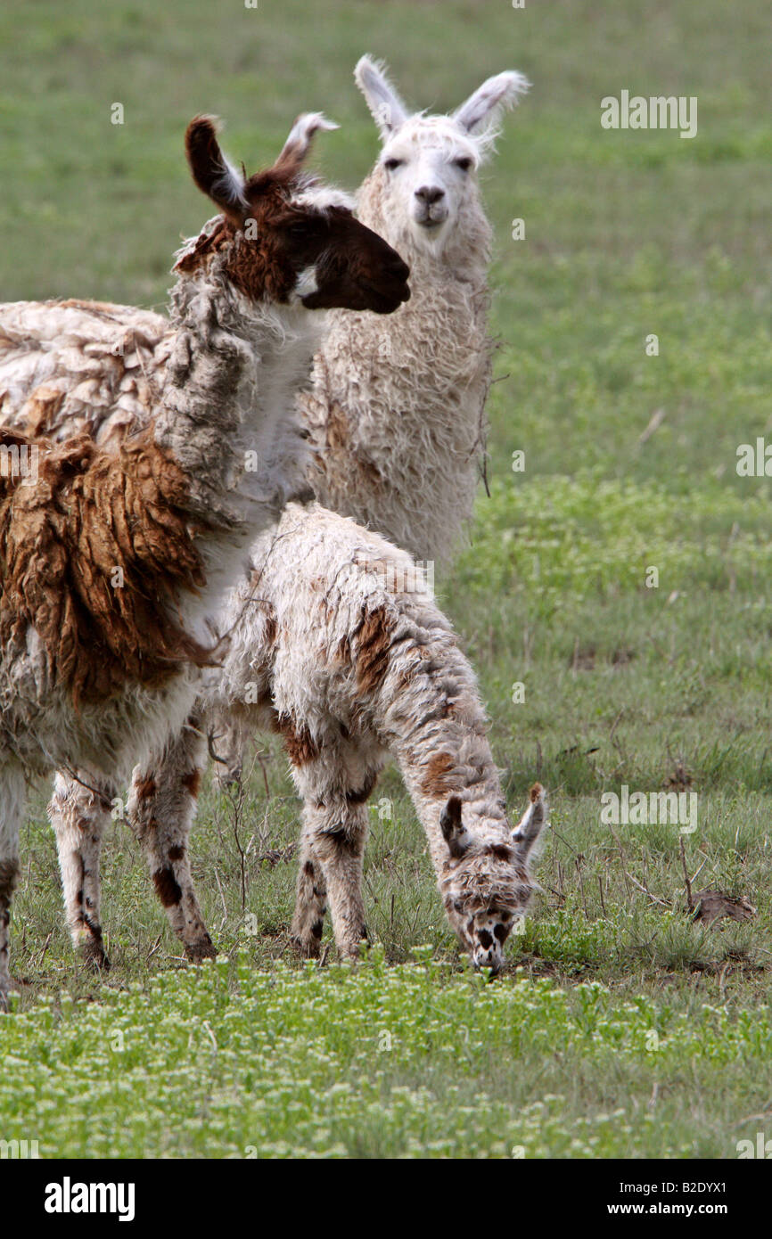Lamas in farm hi-res stock photography and images - Alamy