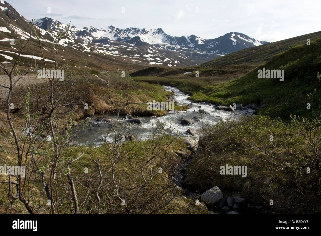 River running wild in a green valley from some snow covered mountains ...