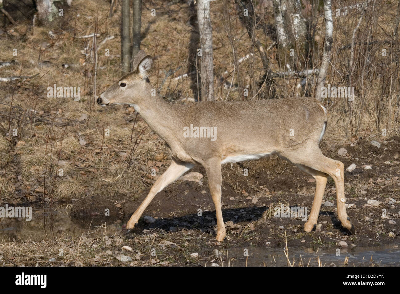 Muddy deer hi-res stock photography and images - Alamy