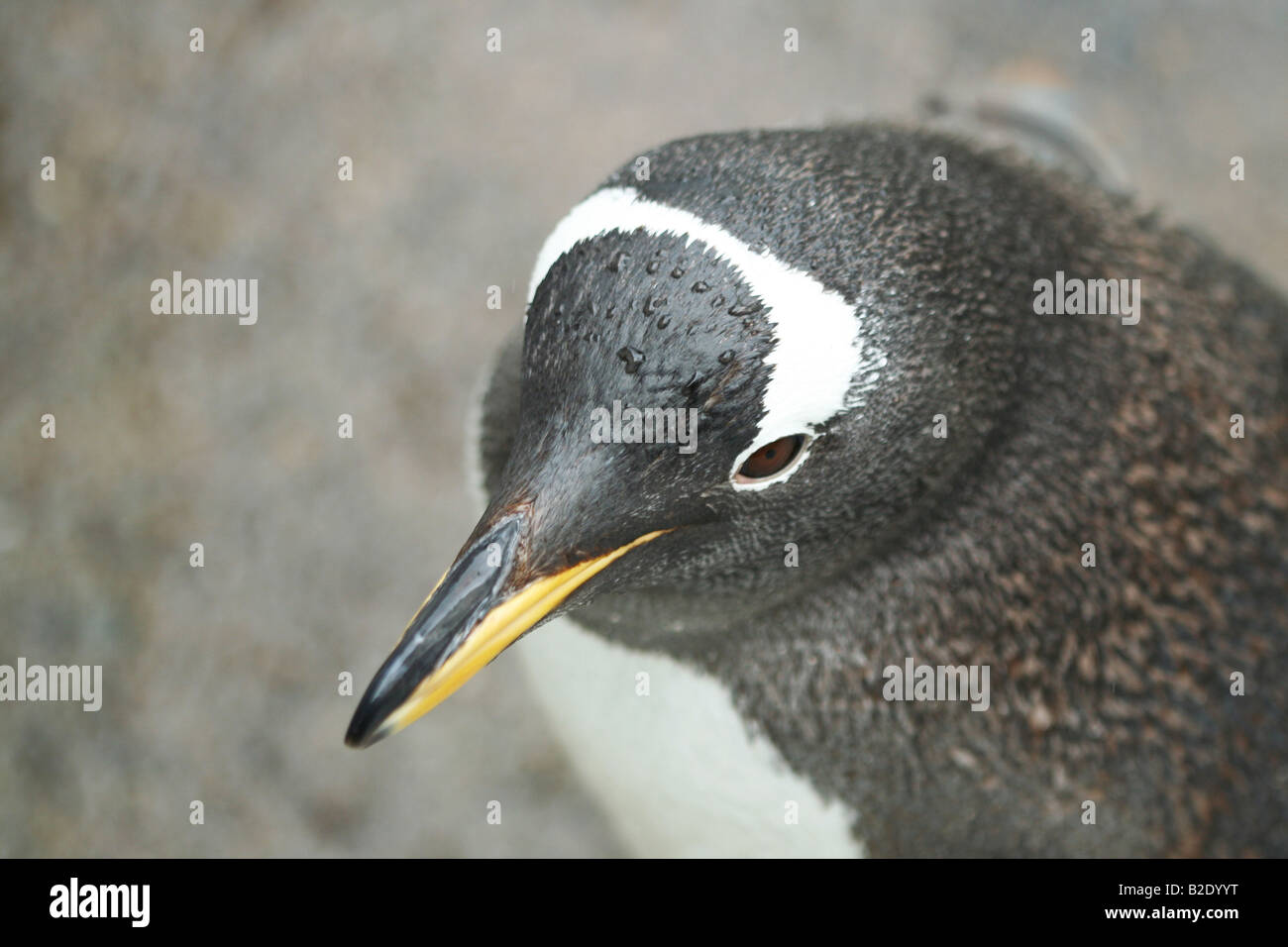 Penguin in the nature Stock Photo - Alamy
