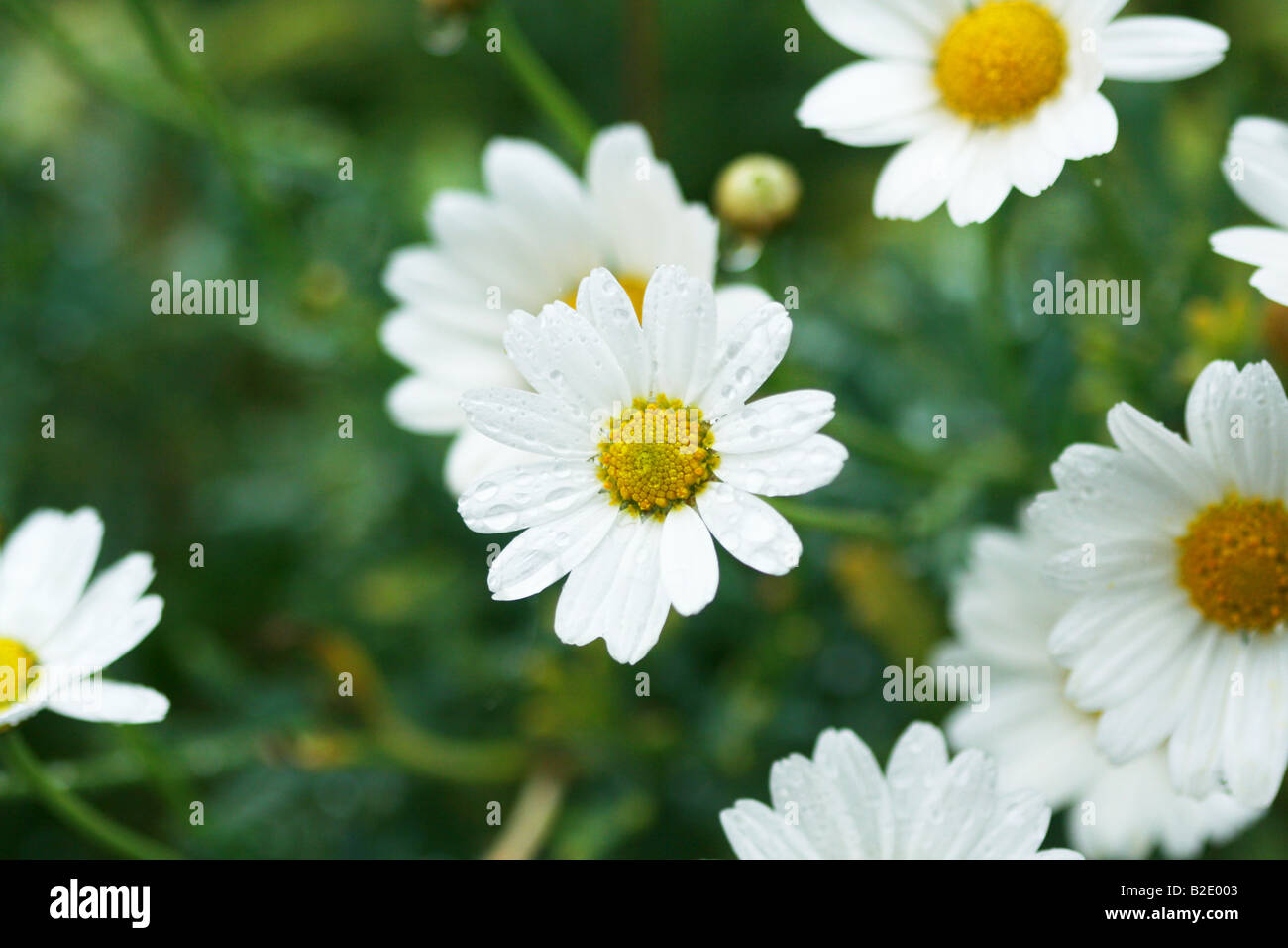 Daisy after the rain Field flower with water drops dew on petals Stock ...