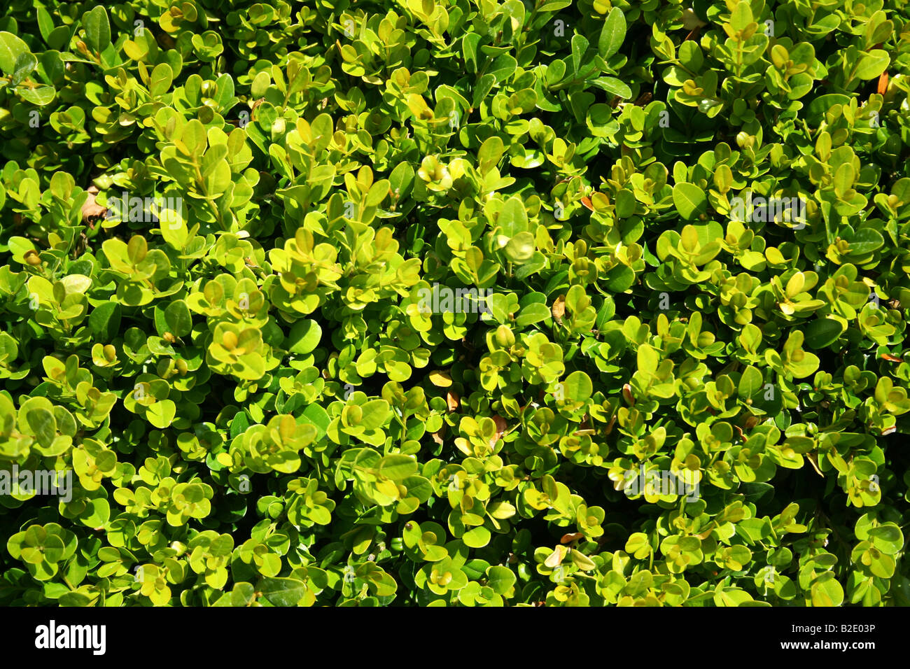 Leaves of the Box tree Buxus garden background Stock Photo - Alamy