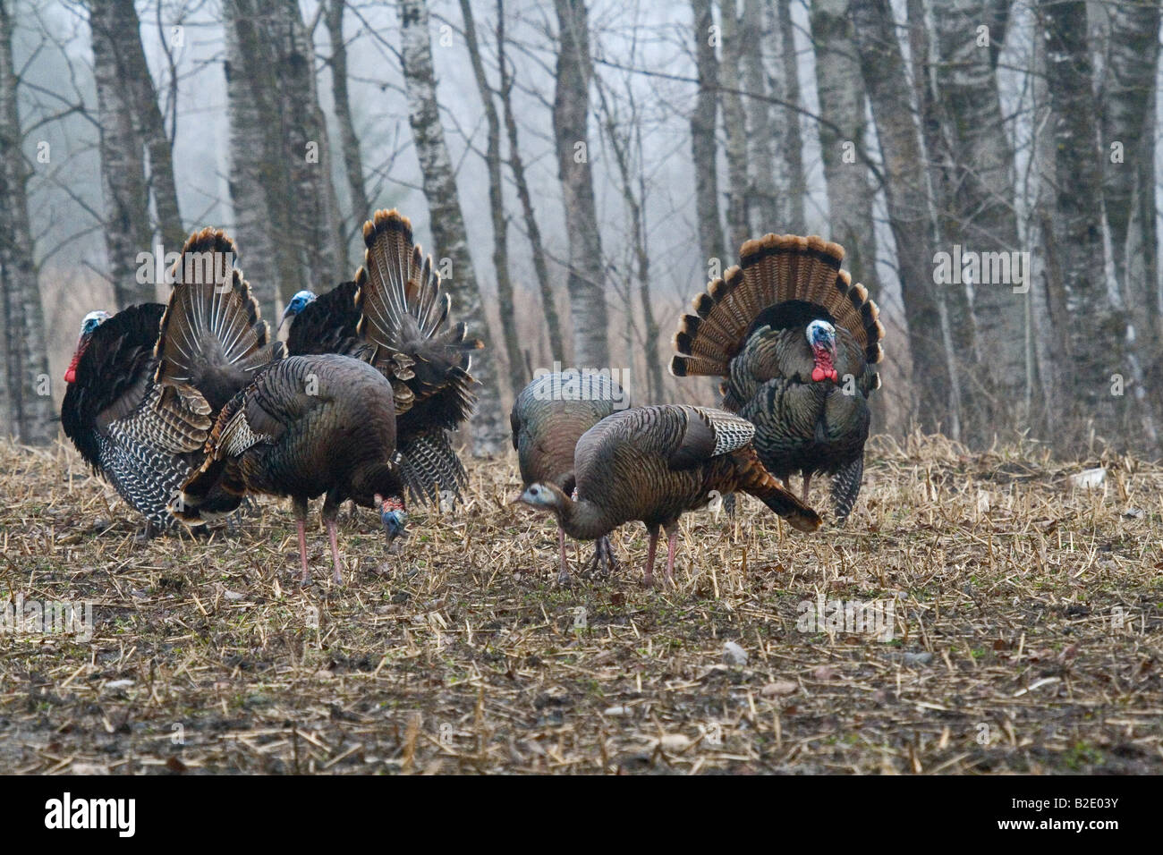 Eastern wild turkeys Stock Photo - Alamy