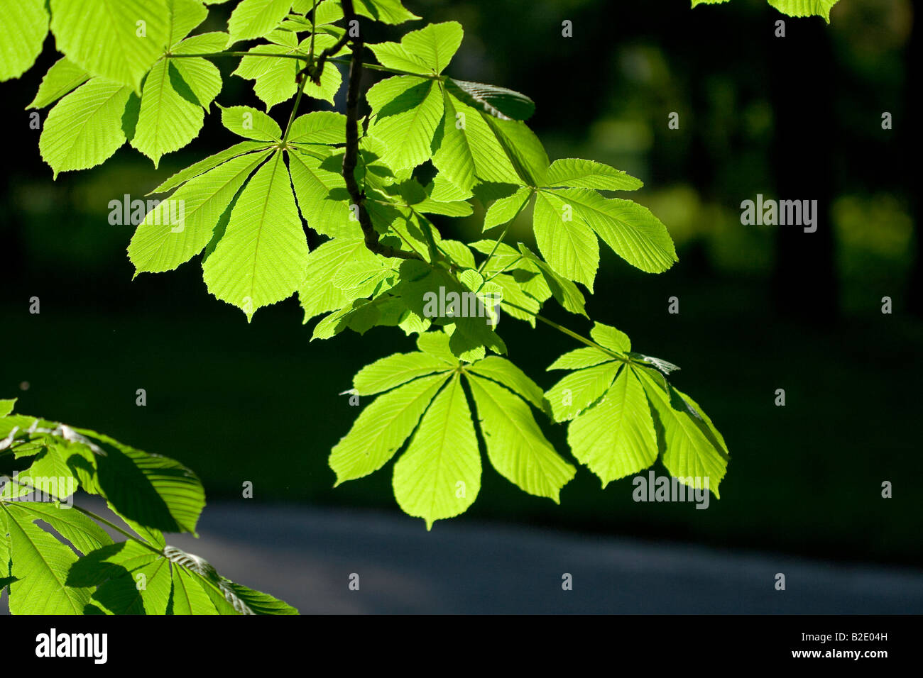 Chestnut tree leaves hi-res stock photography and images - Alamy