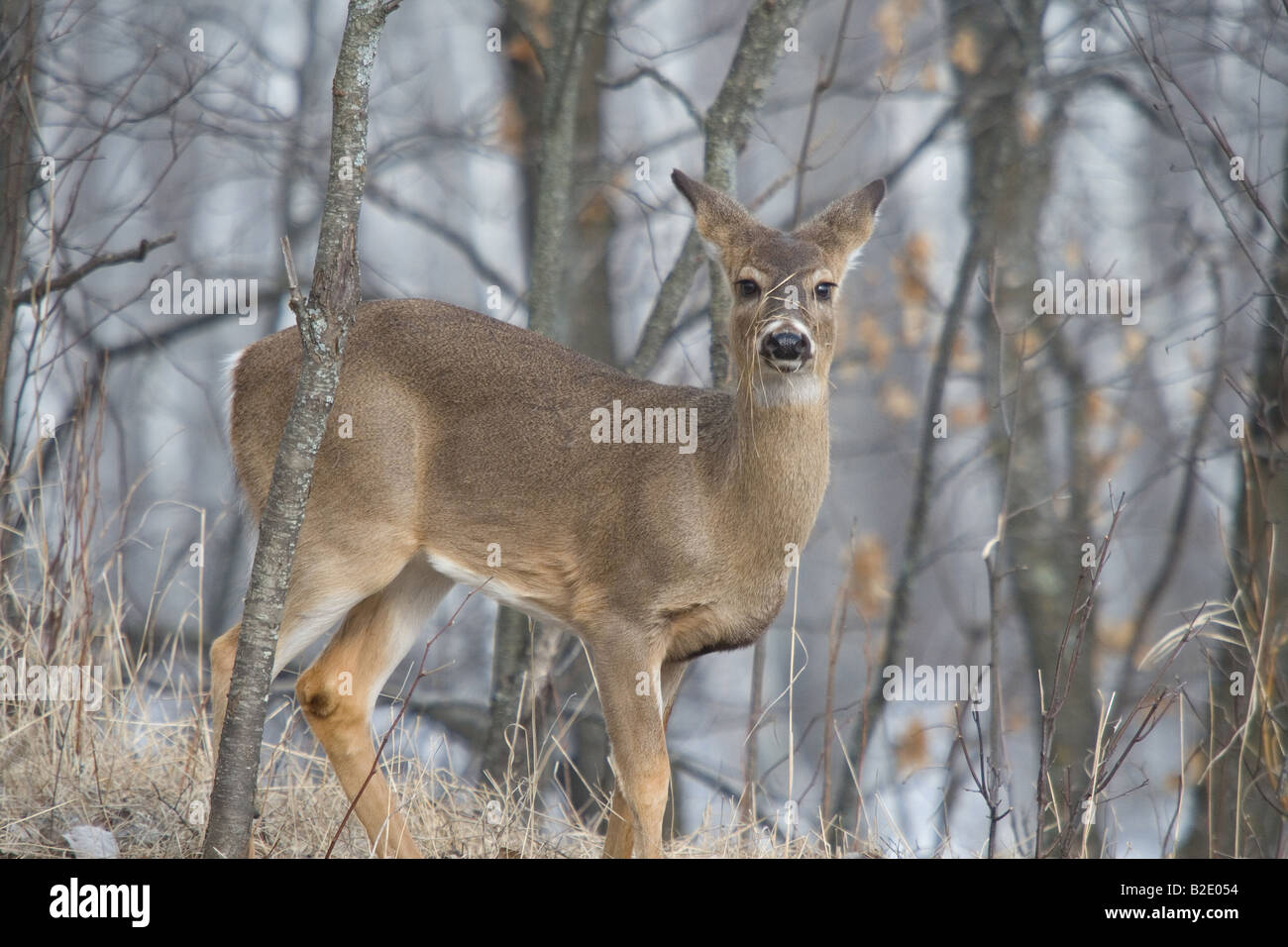 Yearling fawn hi-res stock photography and images - Alamy