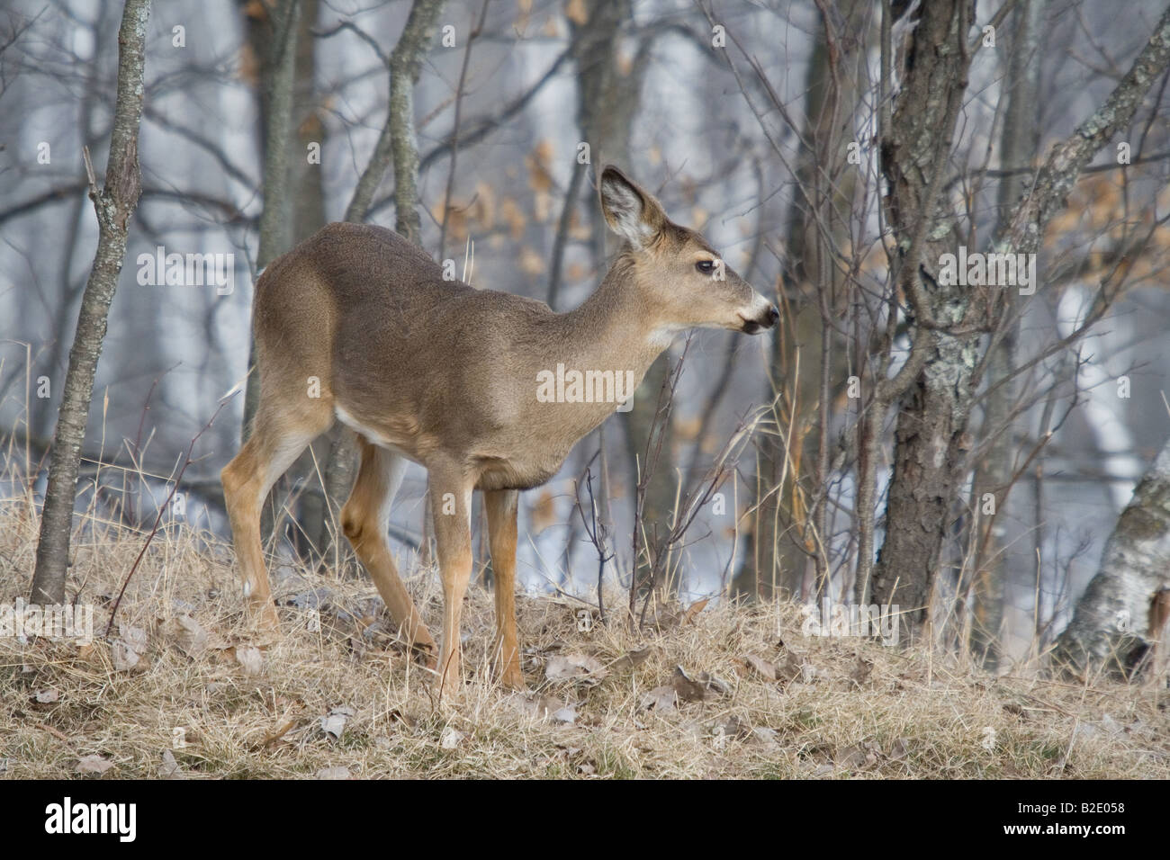 Whitetail deer whitetail deer yearling whitetail doe doe hi-res stock ...