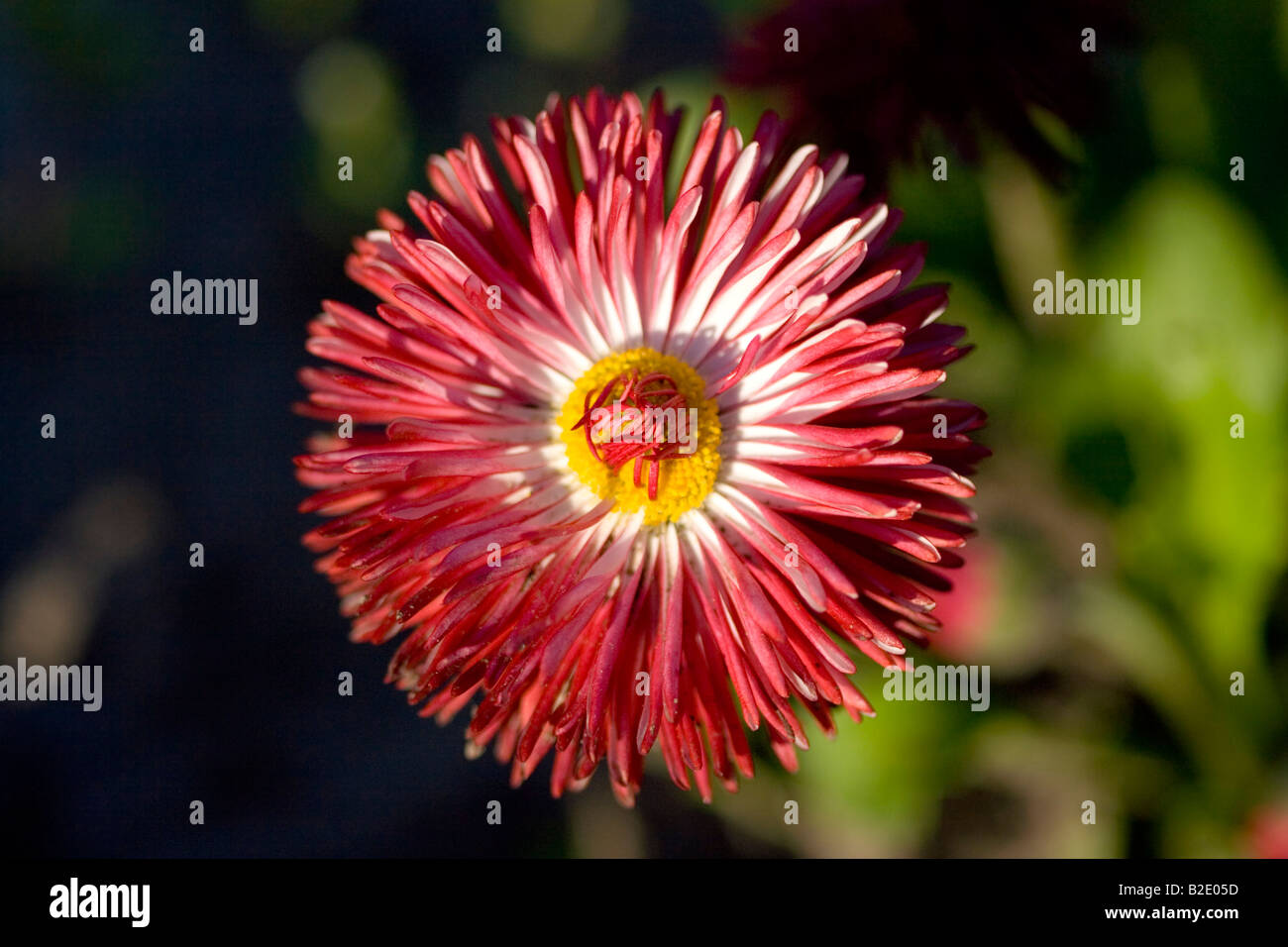 Cute daisy flower Beauty in nature Stock Photo - Alamy
