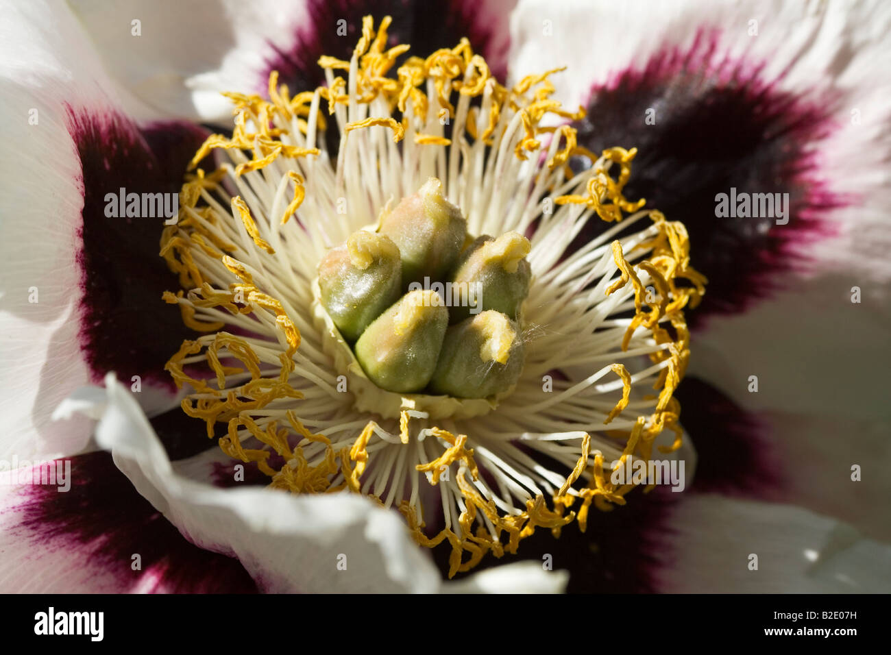Gorgeous peony flower blooming at the spring Stock Photo - Alamy