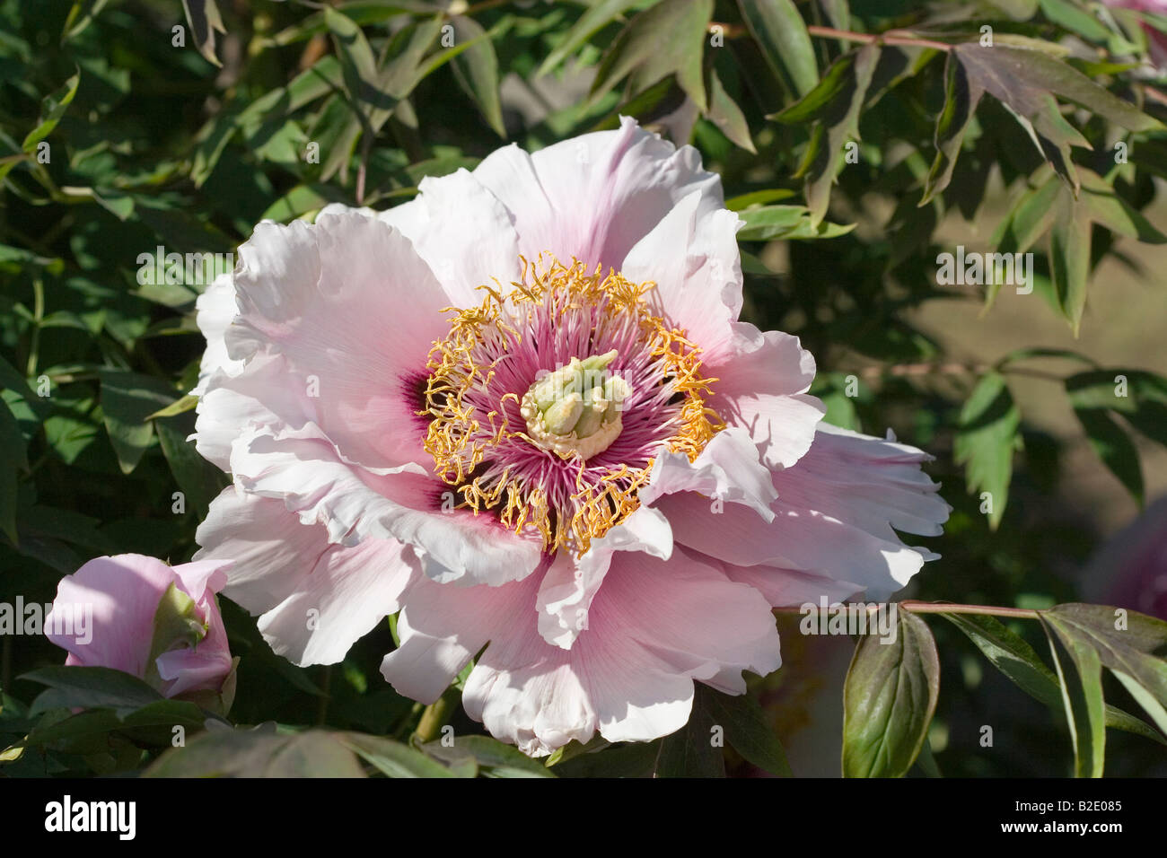 Gorgeous peony flower blooming at the spring Stock Photo - Alamy