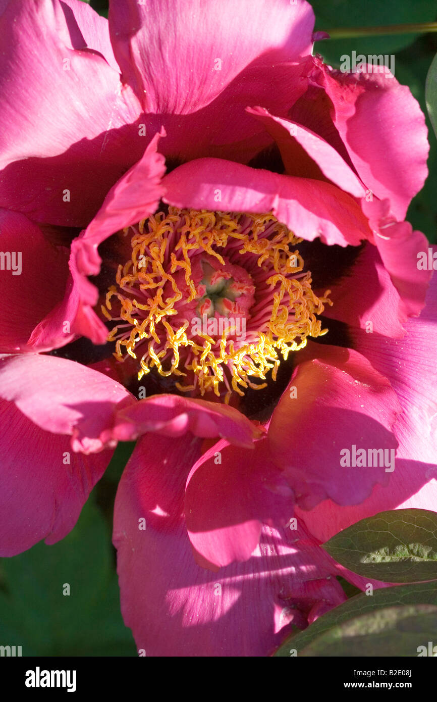 Gorgeous purple peony flower blooming at the spring Stock Photo - Alamy