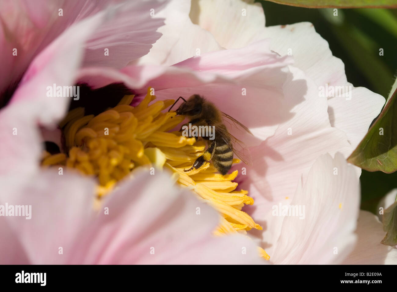 Bee gathering nectar in the beautiful peony flower Stock Photo - Alamy
