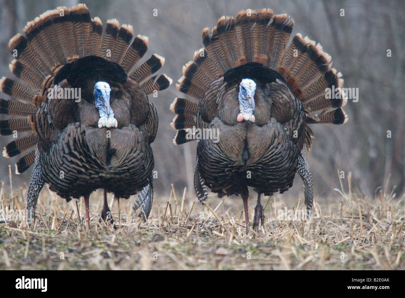 Jake eastern wild turkey in spring Stock Photo - Alamy