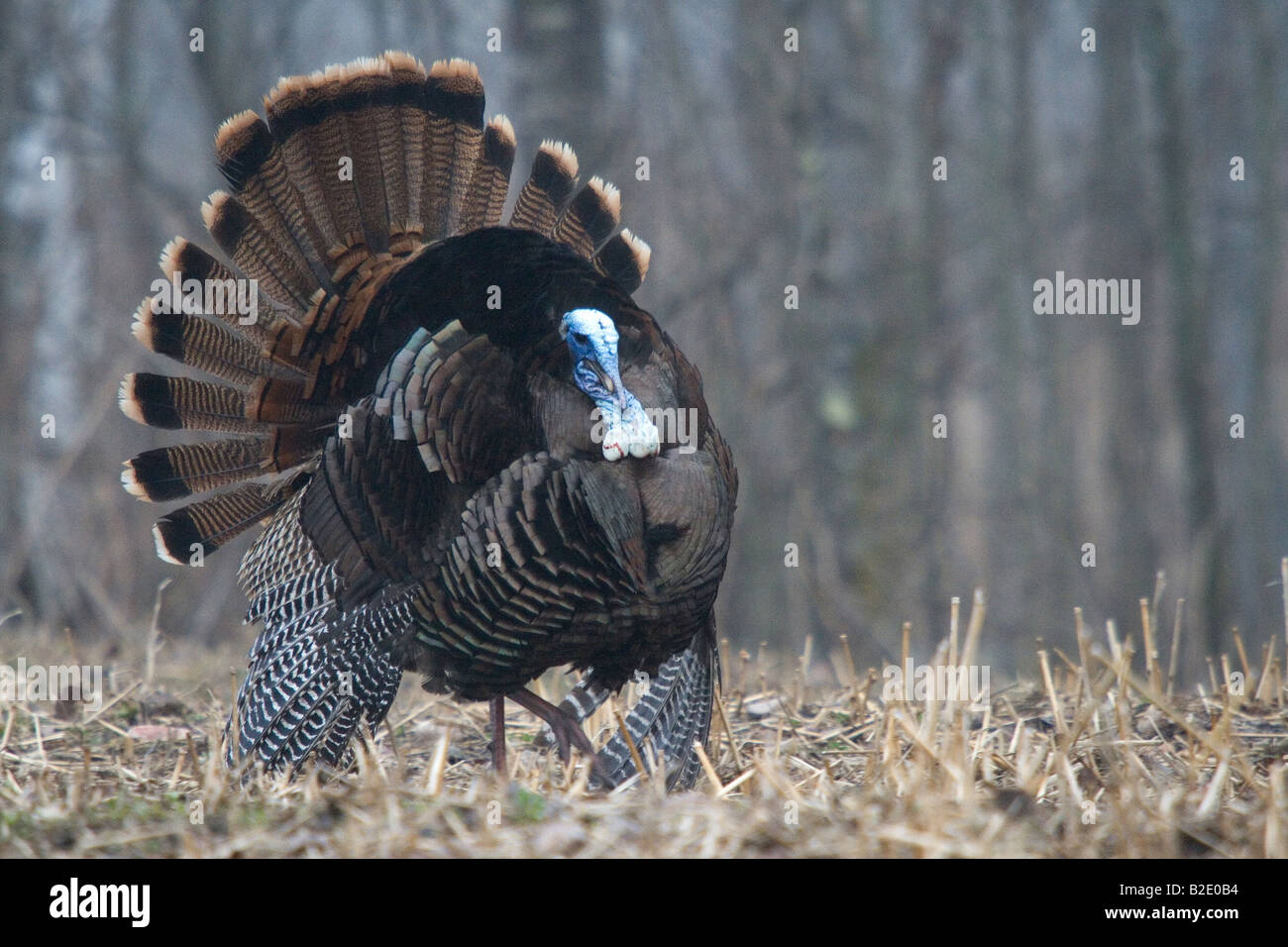 Jake eastern wild turkey in spring Stock Photo - Alamy