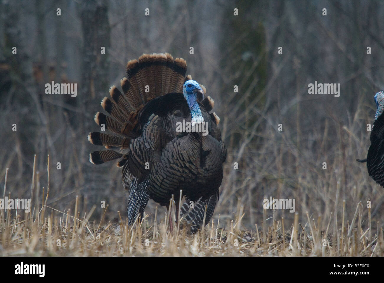Jake eastern wild turkey in spring Stock Photo - Alamy