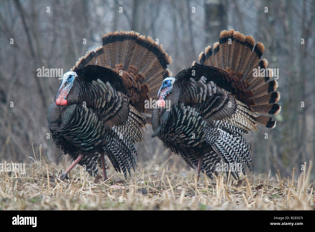 Jake eastern wild turkey in spring Stock Photo - Alamy