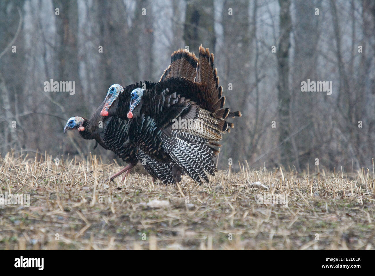 Jake eastern wild turkey in spring Stock Photo - Alamy
