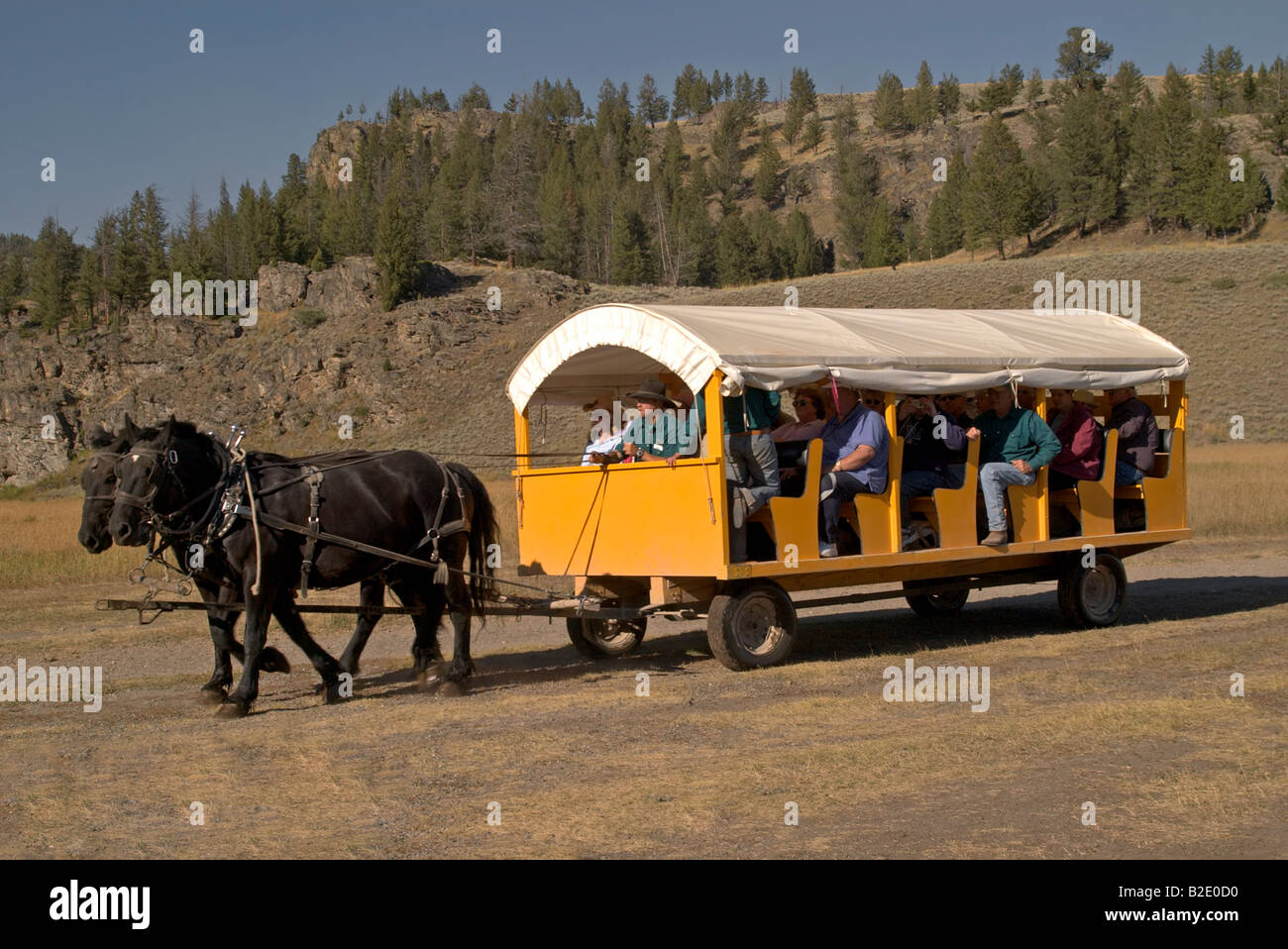 USA, Wyoming, Yellowstone, Yellowstone National Park, chuck wagon riding to the Old West Dinner ...