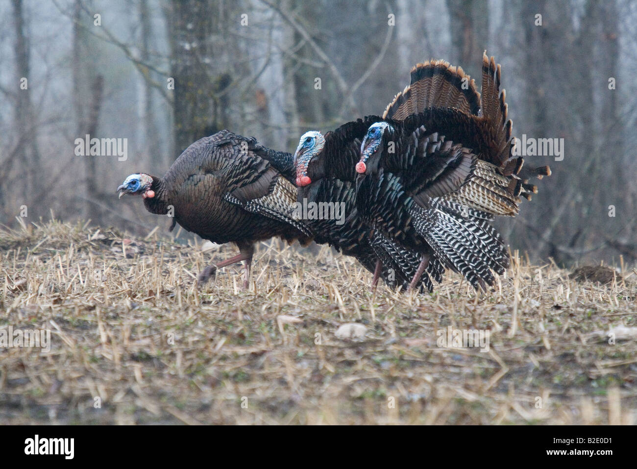 Jake eastern wild turkey in spring Stock Photo - Alamy