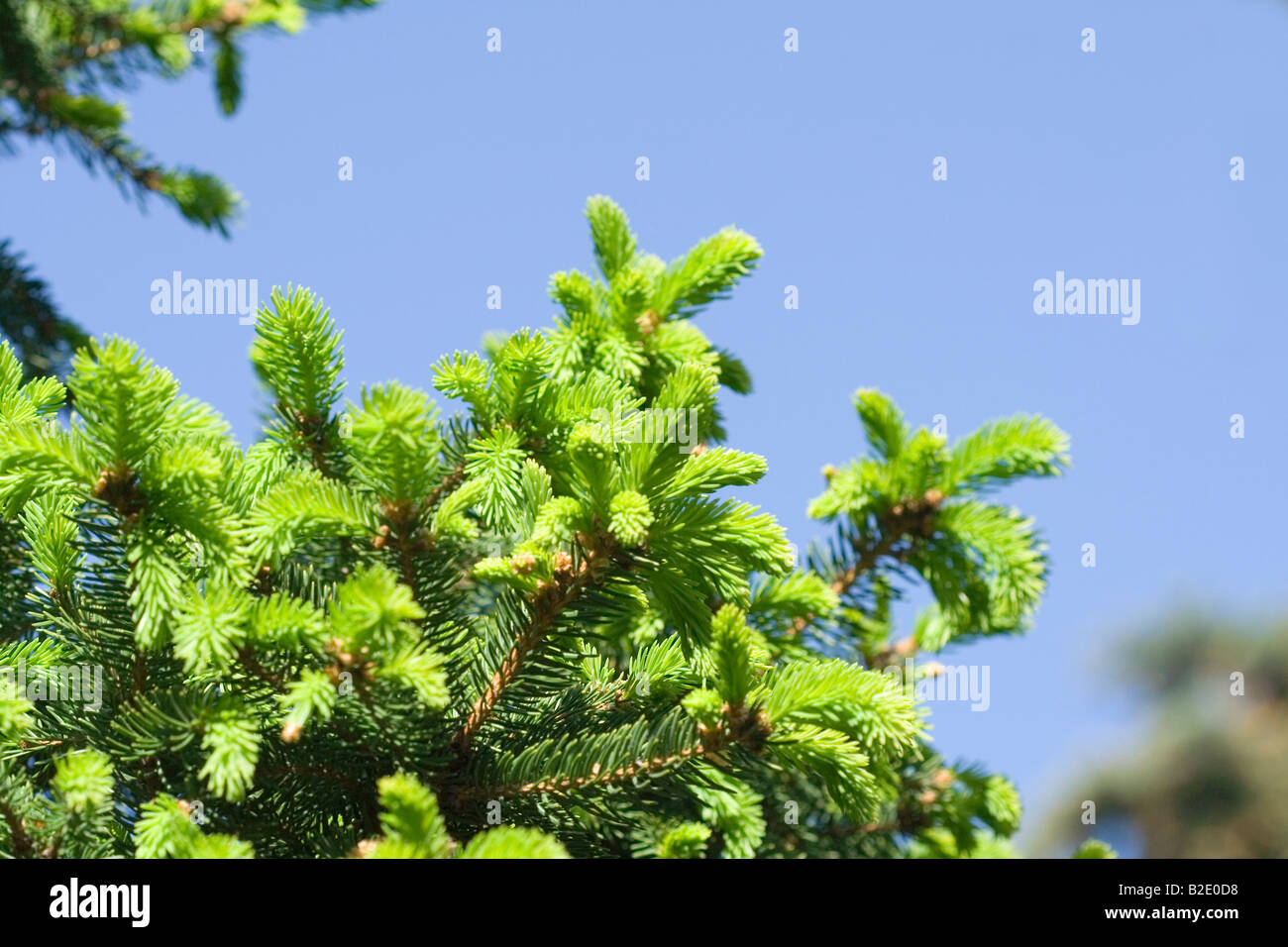 Offsprings hi-res stock photography and images - Alamy