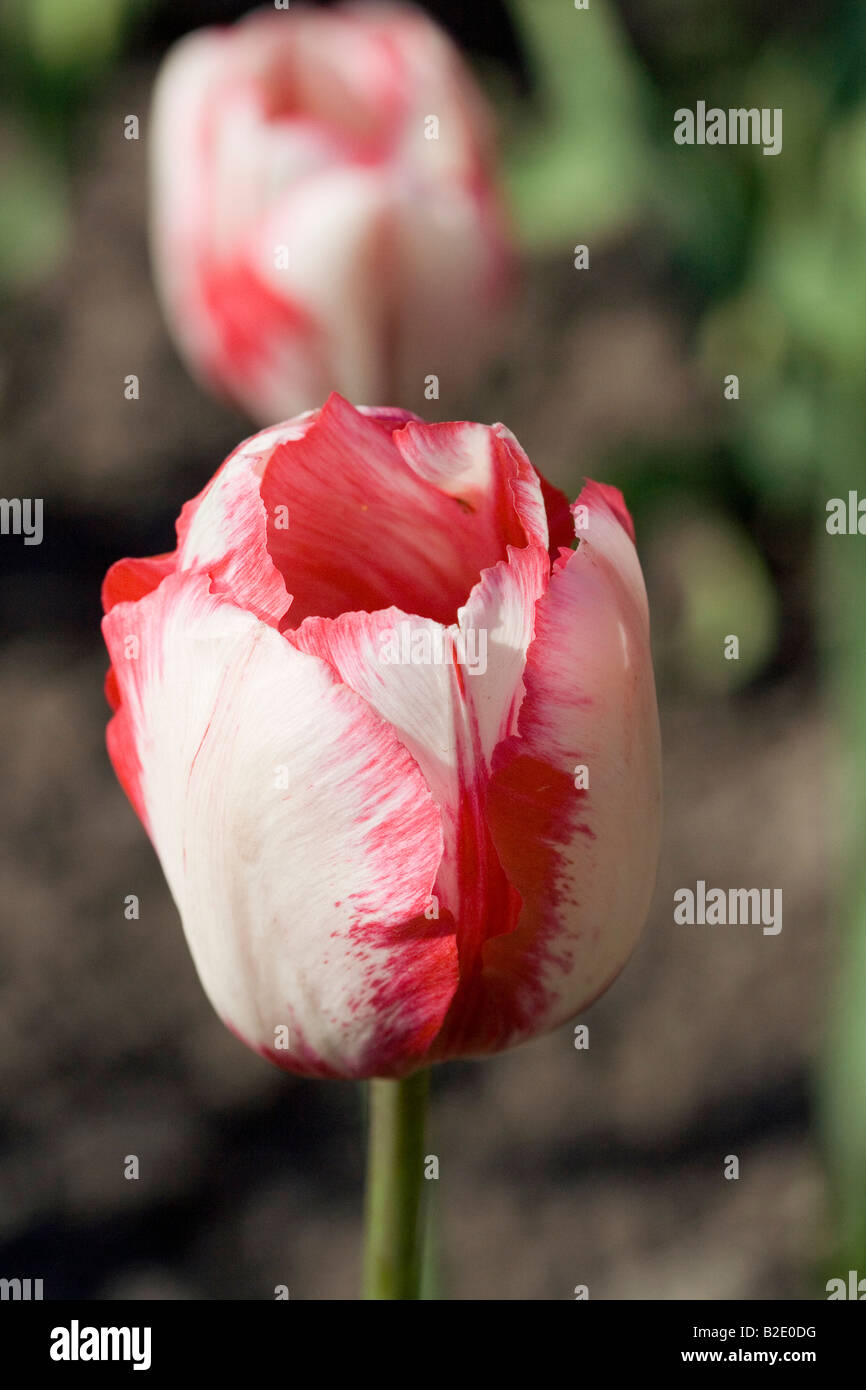 Spring freshness of tulip flowers Stock Photo - Alamy
