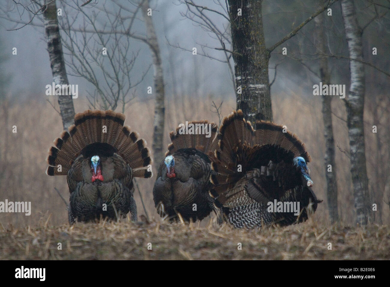 Jake eastern wild turkey in spring Stock Photo - Alamy