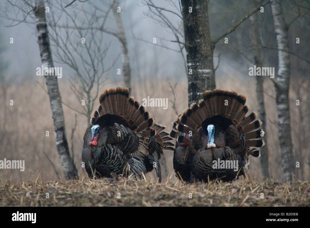Jake eastern wild turkey in spring Stock Photo - Alamy