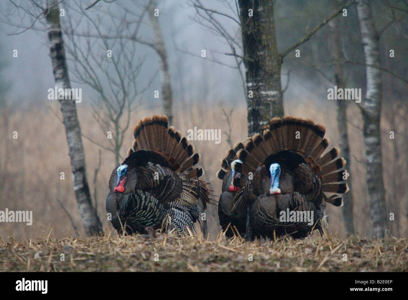 Jake eastern wild turkey in spring Stock Photo - Alamy