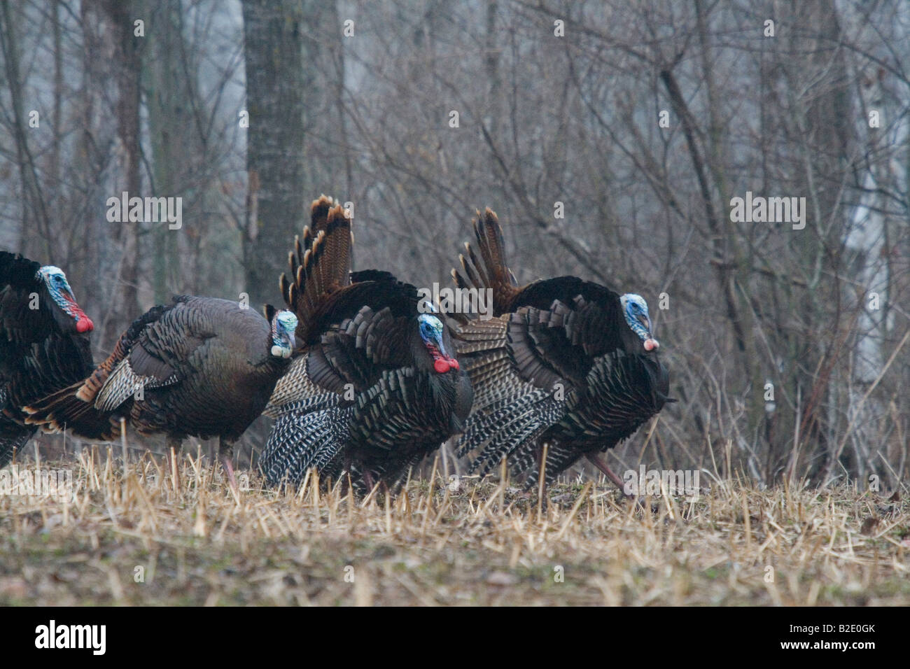 Jake eastern wild turkey in spring Stock Photo - Alamy