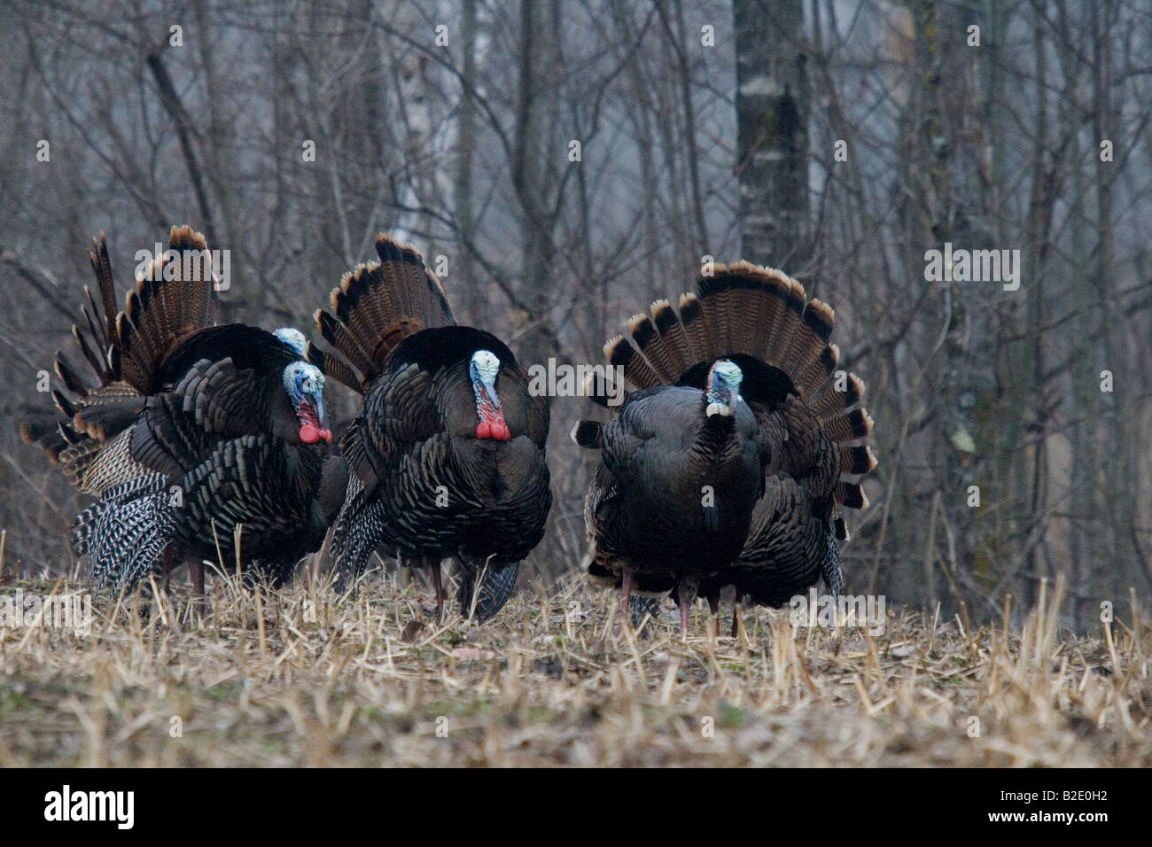 Jake eastern wild turkey in spring Stock Photo - Alamy