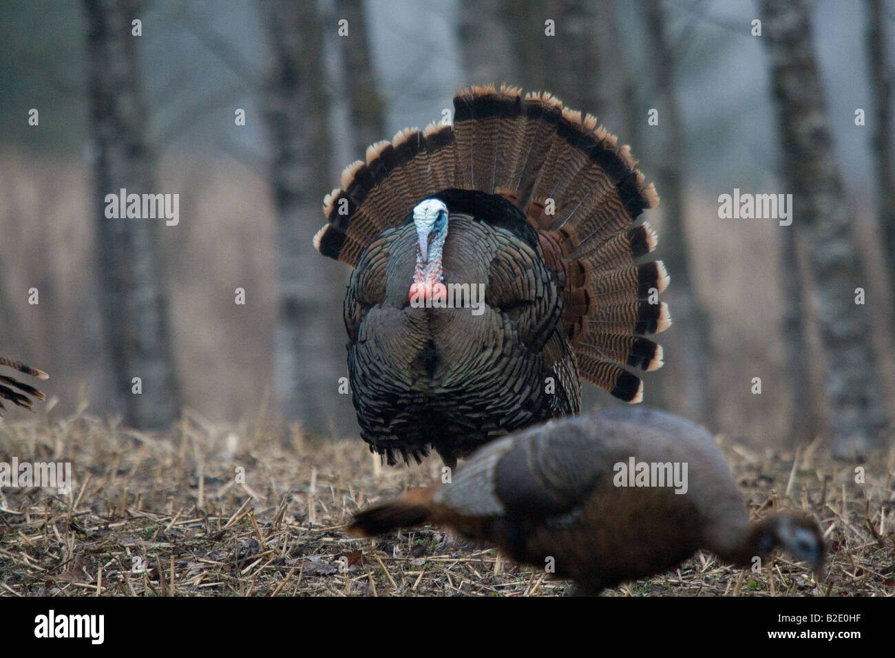 Jake eastern wild turkey in spring Stock Photo - Alamy