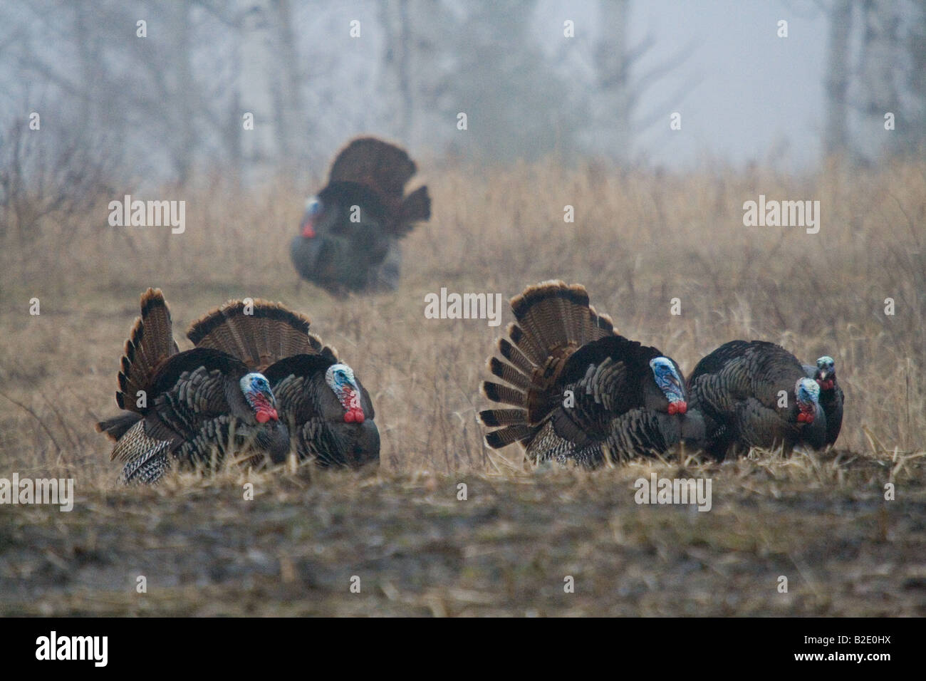 Jake eastern wild turkey in spring Stock Photo - Alamy