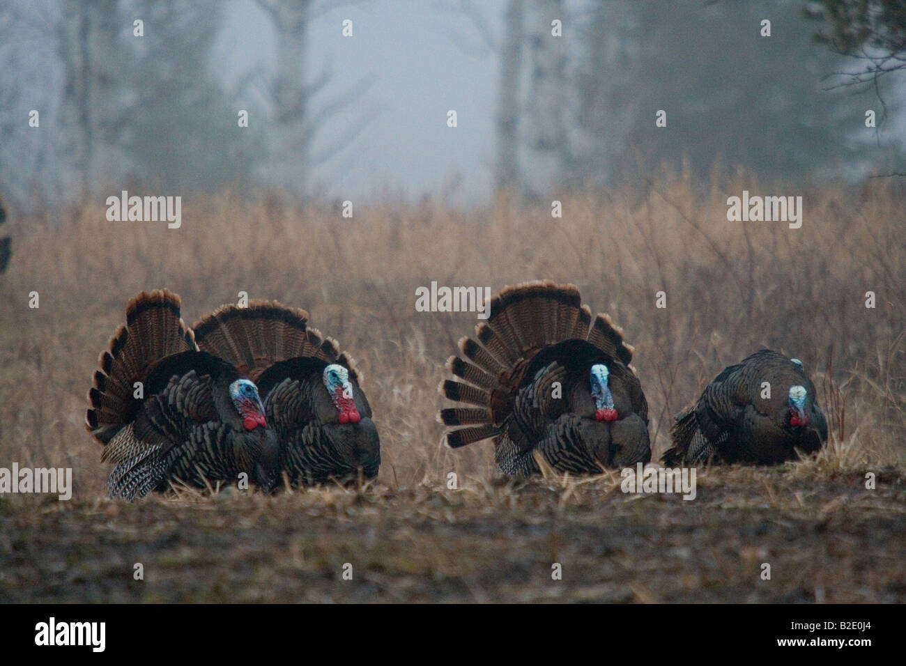 Jake eastern wild turkey in spring Stock Photo - Alamy