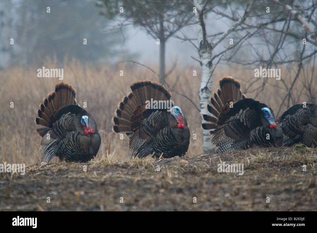 Jake eastern wild turkey in spring Stock Photo - Alamy