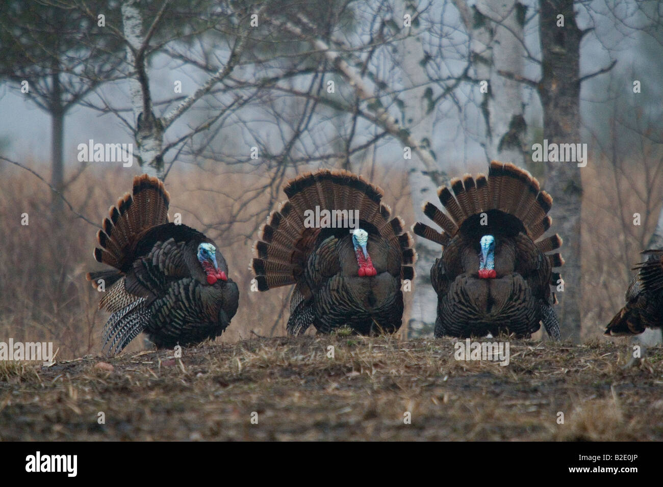 Jake eastern wild turkey in spring Stock Photo - Alamy