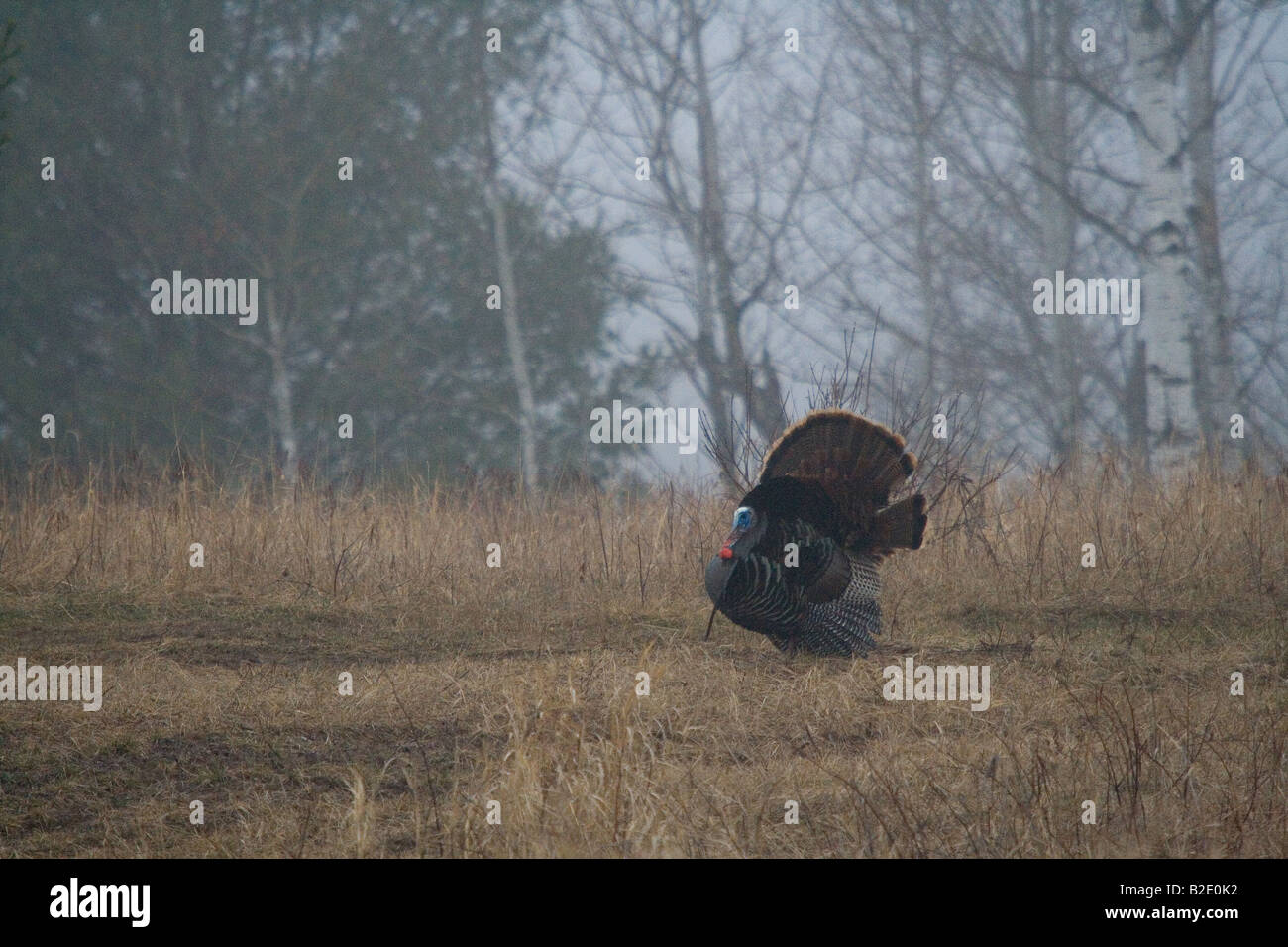 Jake eastern wild turkey in spring Stock Photo - Alamy