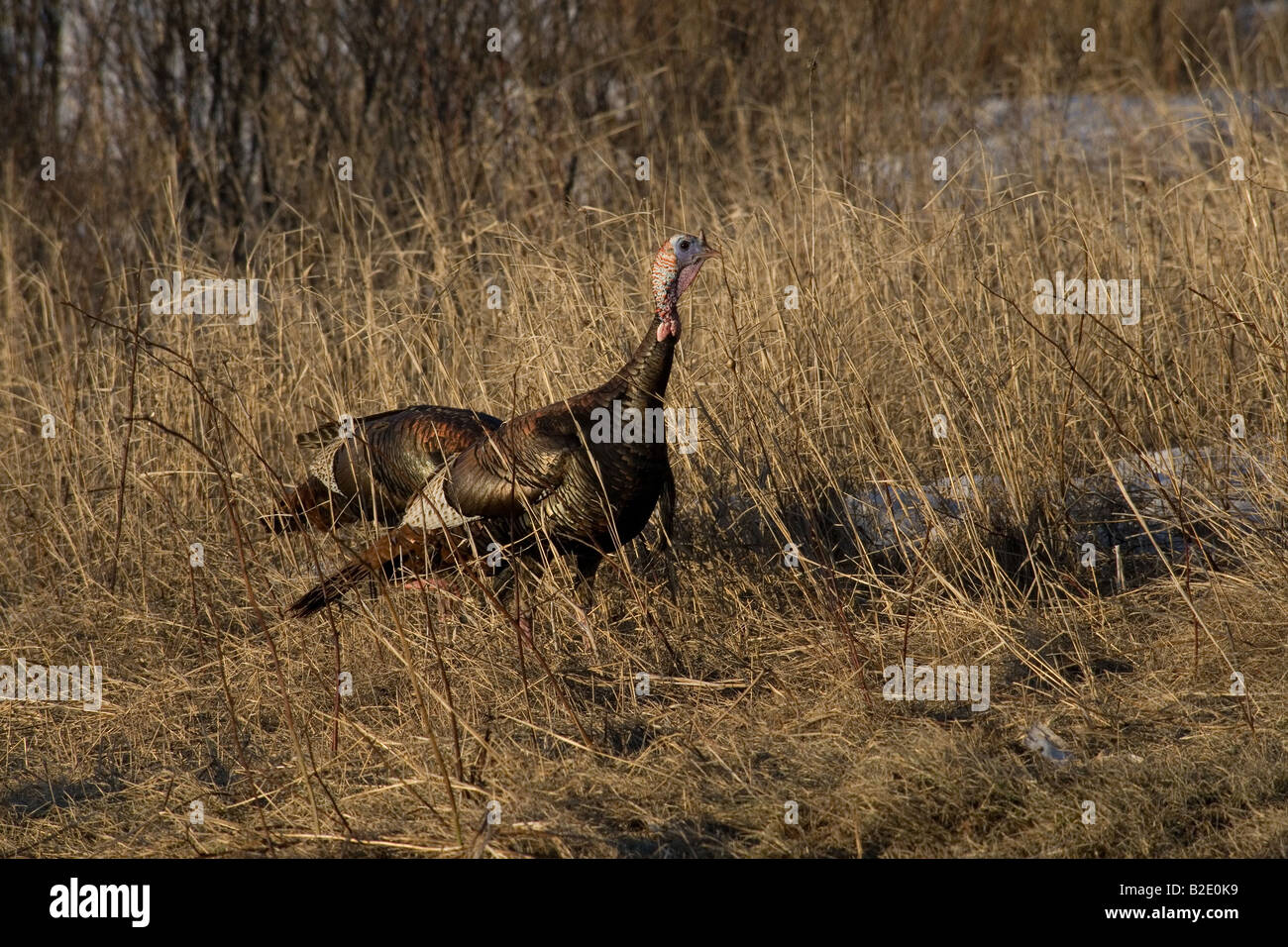 Male wild turkey in spring Stock Photo - Alamy